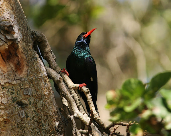 Green Wood-Hoopoe | Project Noah