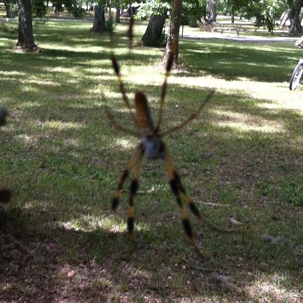 Golden Silk Orb-Weaver | Project Noah