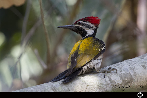 Flameback Woodpecker | Project Noah
