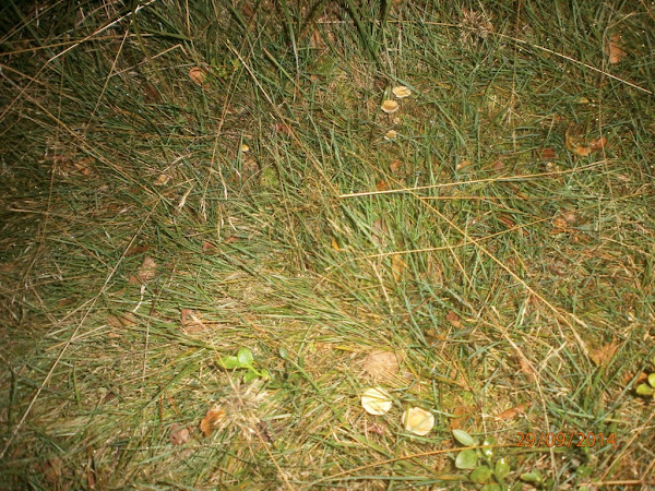 Spotting | Project Noah