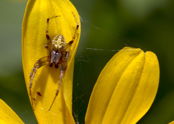 Arabesque Orbweaver? | Project Noah