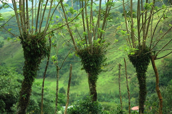 living fences of costa rica | Project Noah