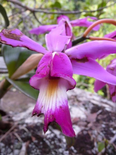 Superba of the Orinoco | Project Noah