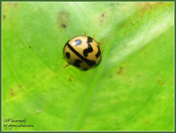 Indian Wave Striped Ladybug | Project Noah