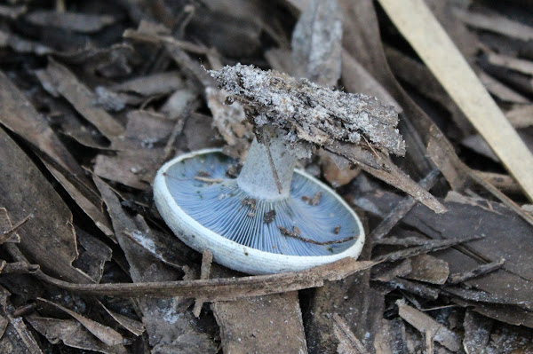 Indigo Milk Cap | Project Noah