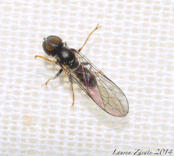 Big-Headed Fly | Project Noah