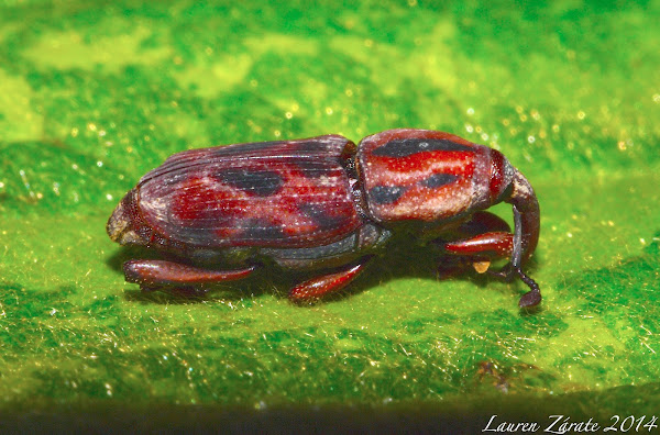 Palm Weevil | Project Noah