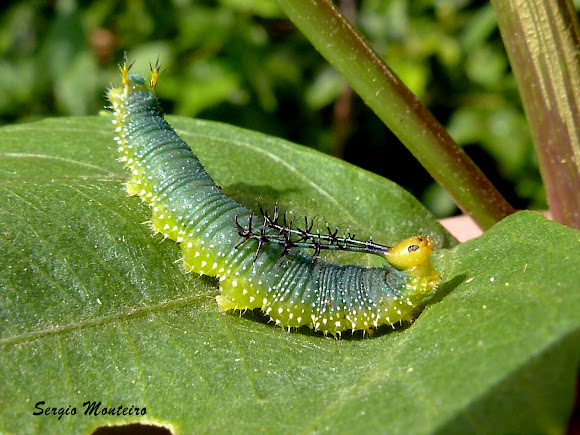 88 butterfly caterpillar | Project Noah