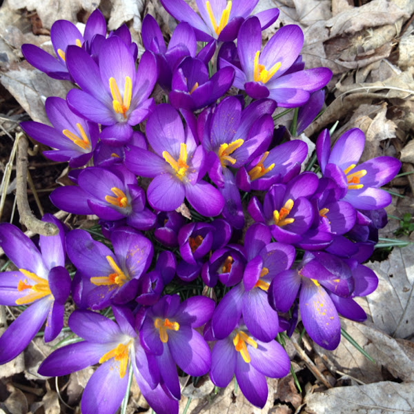 crocus | Project Noah