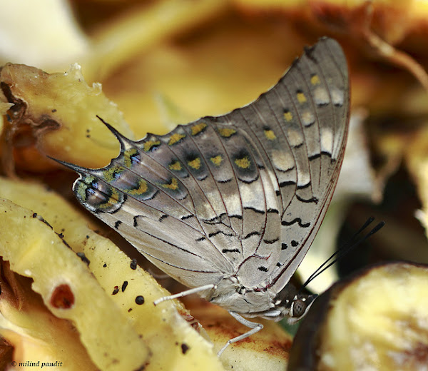 Black Rajah | Project Noah