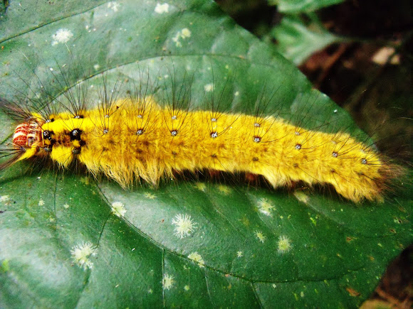 Lappet Moth | Project Noah