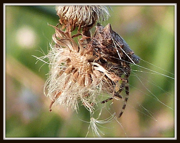 Star-bellied Orb Weaver Spider | Project Noah