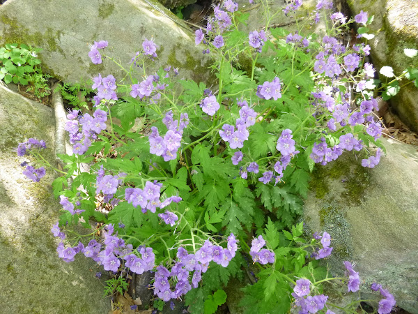 Fernleaf Phacelia | Project Noah