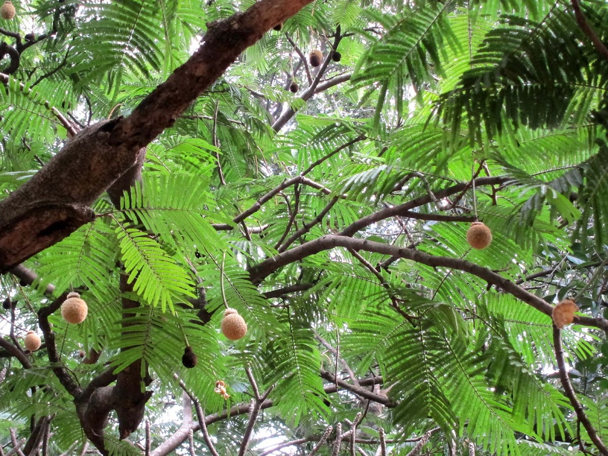 African locust tree | Project Noah