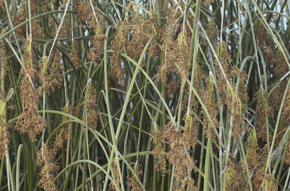 California Bulrush | Project Noah