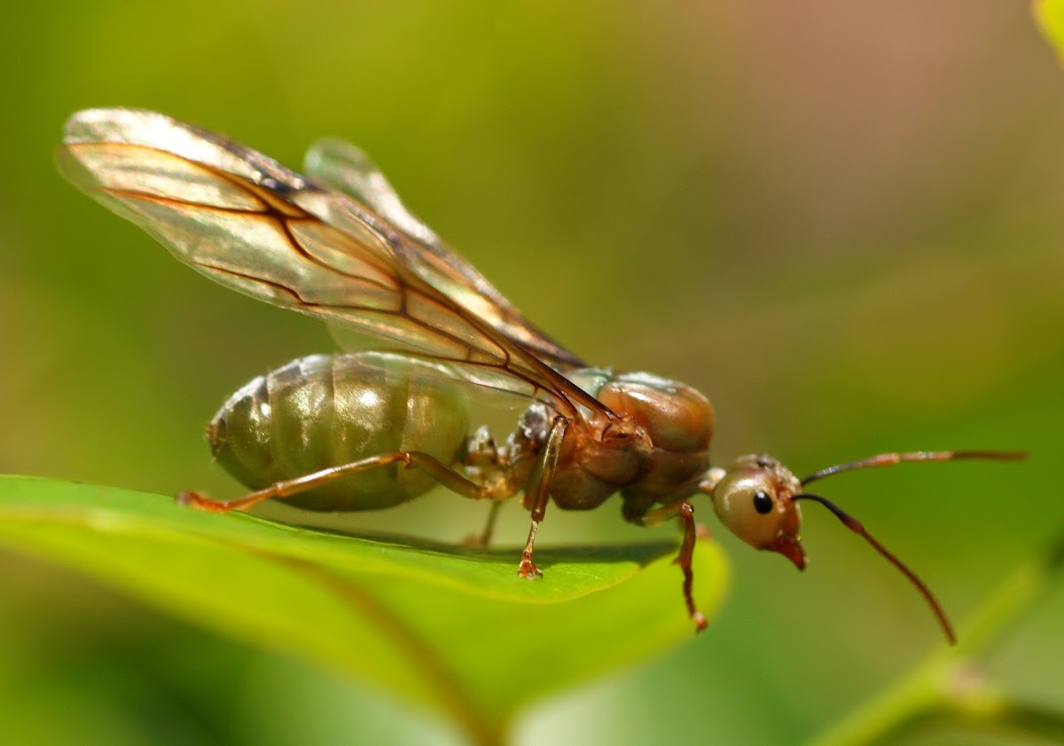 Green Tree Ant ( Queen ) | Project Noah