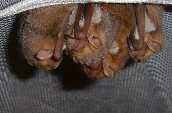 Eastern Red Bat juveniles | Project Noah