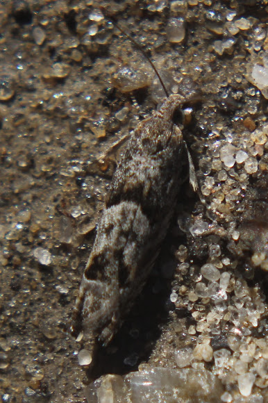 Bare-patched Oak Leafroller | Project Noah