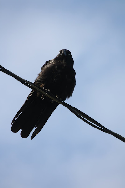 American Crow | Project Noah
