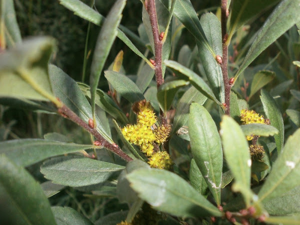 Bog Myrtle? | Project Noah