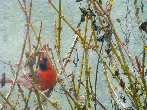 Cardinal | Project Noah