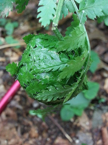 Pupating Leaf-roller Caterpillar | Project Noah