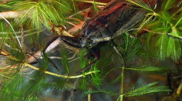 Giant water bug, Electric Light Bugs, Toe Biters, Fish Killers | Project Noah