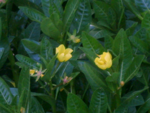 Creeping water primrose | Project Noah