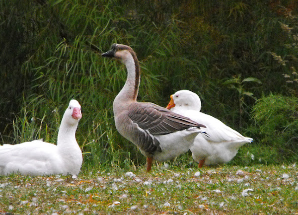 Domestic Brown Chinese Goose | Project Noah
