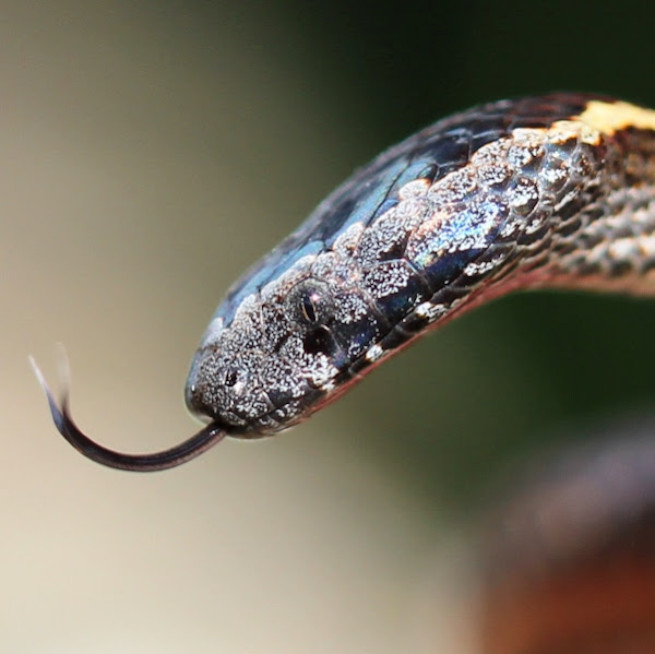 Baby Golden-crowned Snake | Project Noah