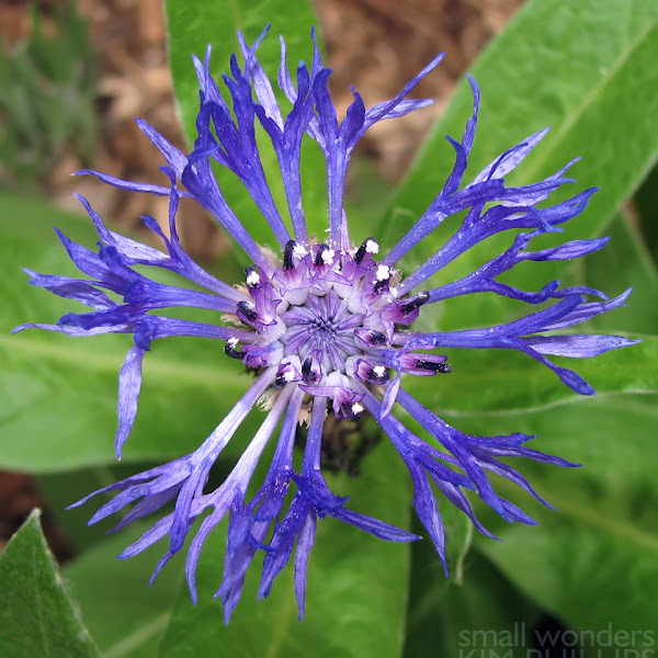 Perennial Cornflower | Project Noah