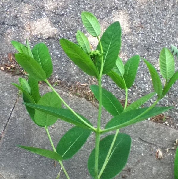 Hemp Dogbane | Project Noah