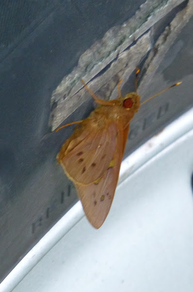 Coconut Skipper | Project Noah
