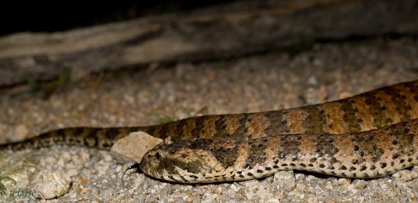 Common Death Adder | Project Noah