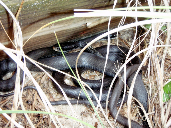 Southern Black Racer | Project Noah