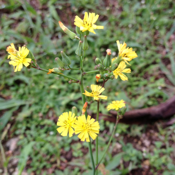 Oriental false hawksbeard | Project Noah
