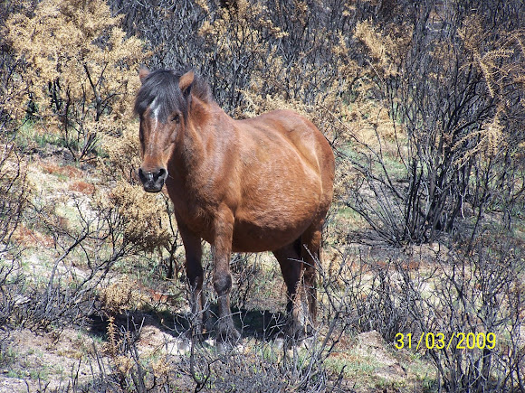 Cavalo Garrano | Project Noah