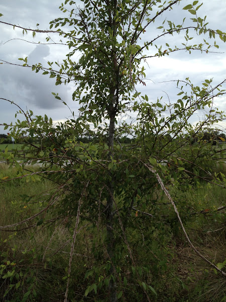 Winged elm | Project Noah