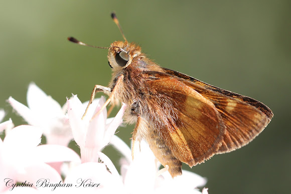 Umber Skipper | Project Noah