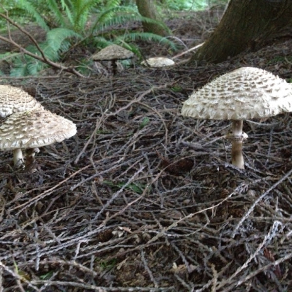 Sharp-Scaled Lepiota | Project Noah