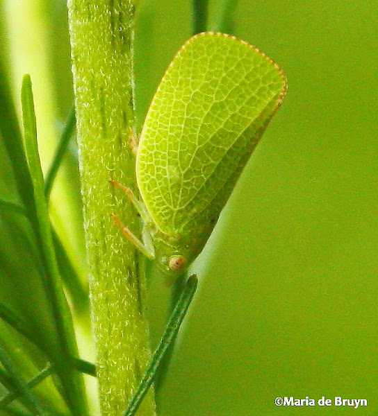 Flatid planthopper | Project Noah