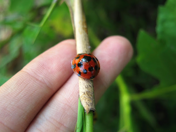 Giant Bamboo Ladybird | Project Noah