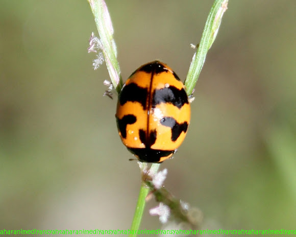 Transverse Ladybird | Project Noah