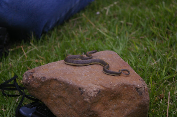 Aurora House Snake | Project Noah