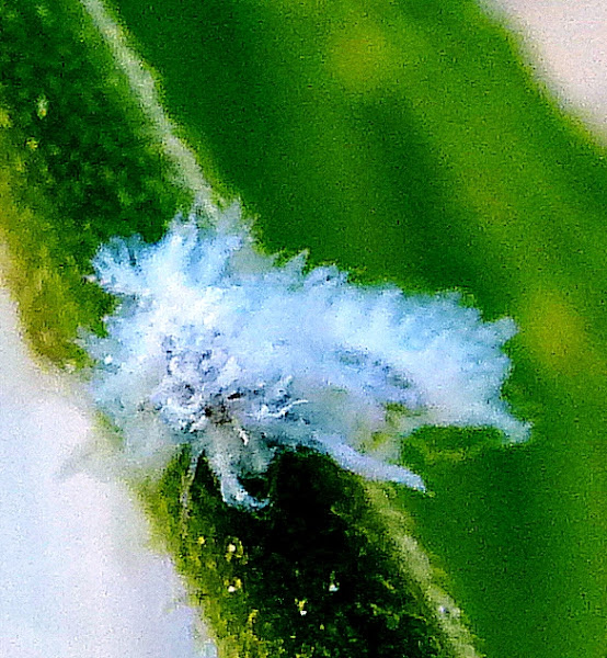 Wooly Aphid | Project Noah