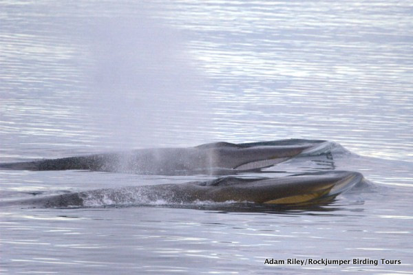 Fin Whale | Project Noah