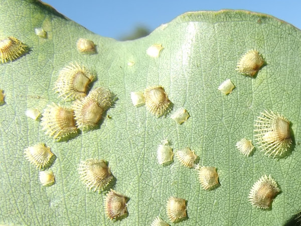 Lerps causing leaf coloration | Project Noah