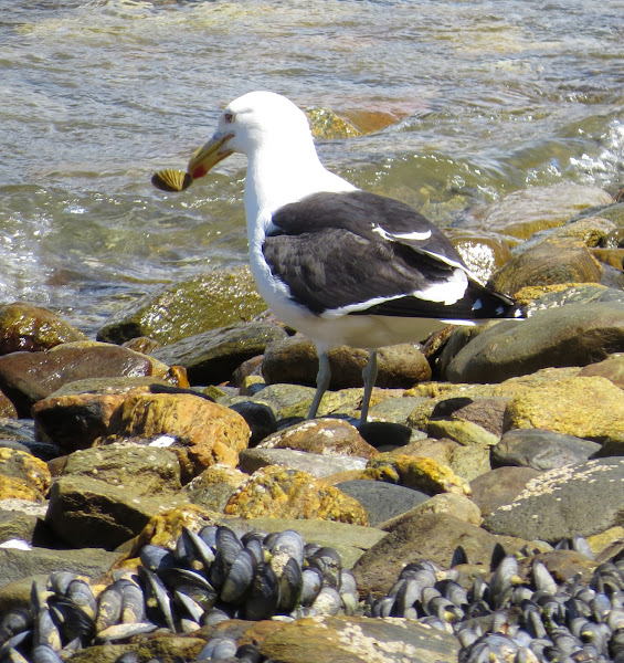 Kelp Gull | Project Noah