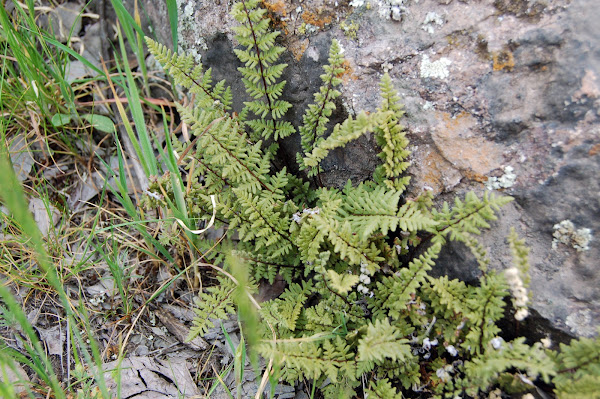 Doradilla | Project Noah