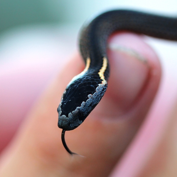 Baby Golden-crowned Snake | Project Noah